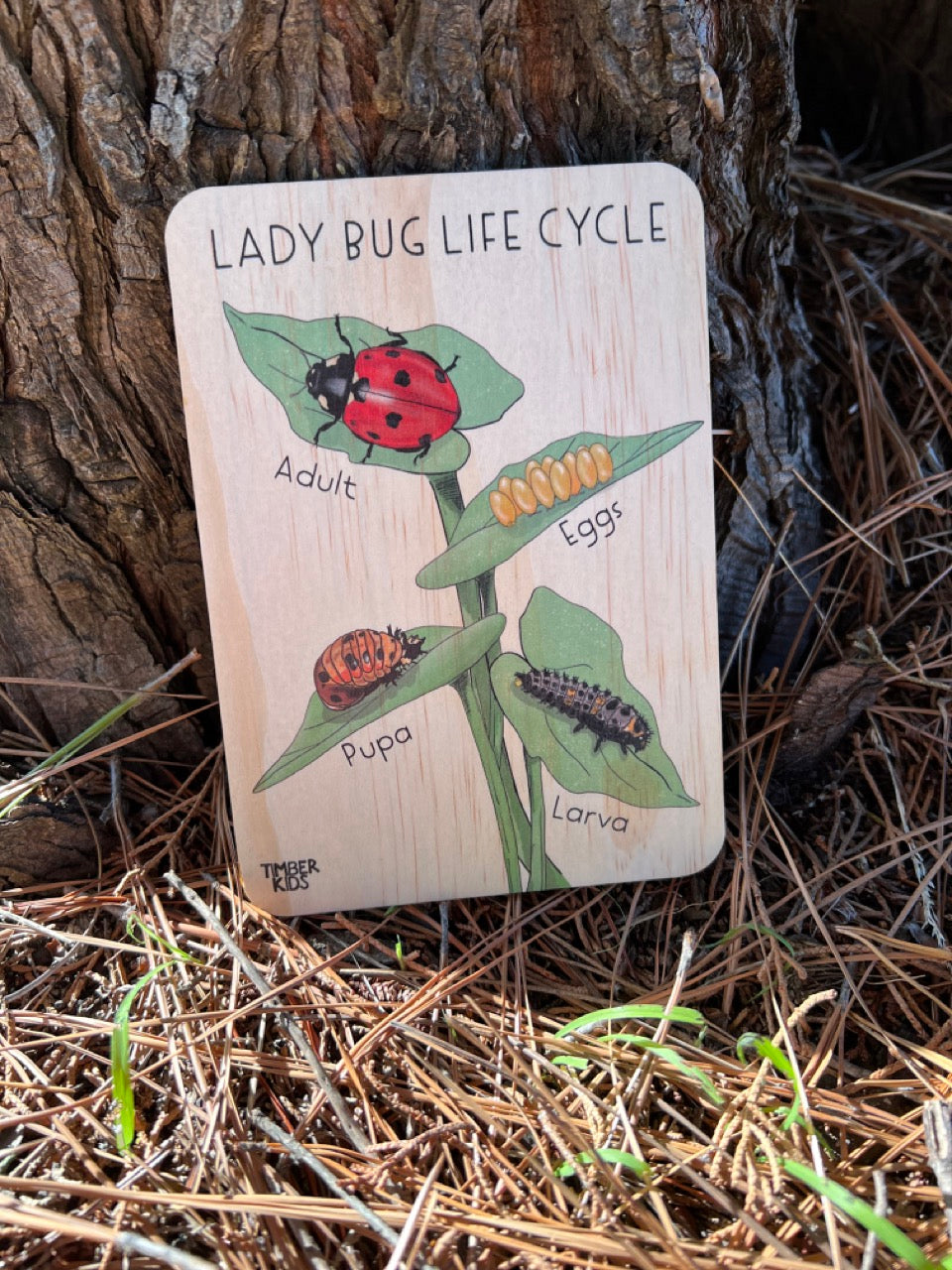 Lady Bug Life Cycle Tile | Timber Kids – Timber Kids