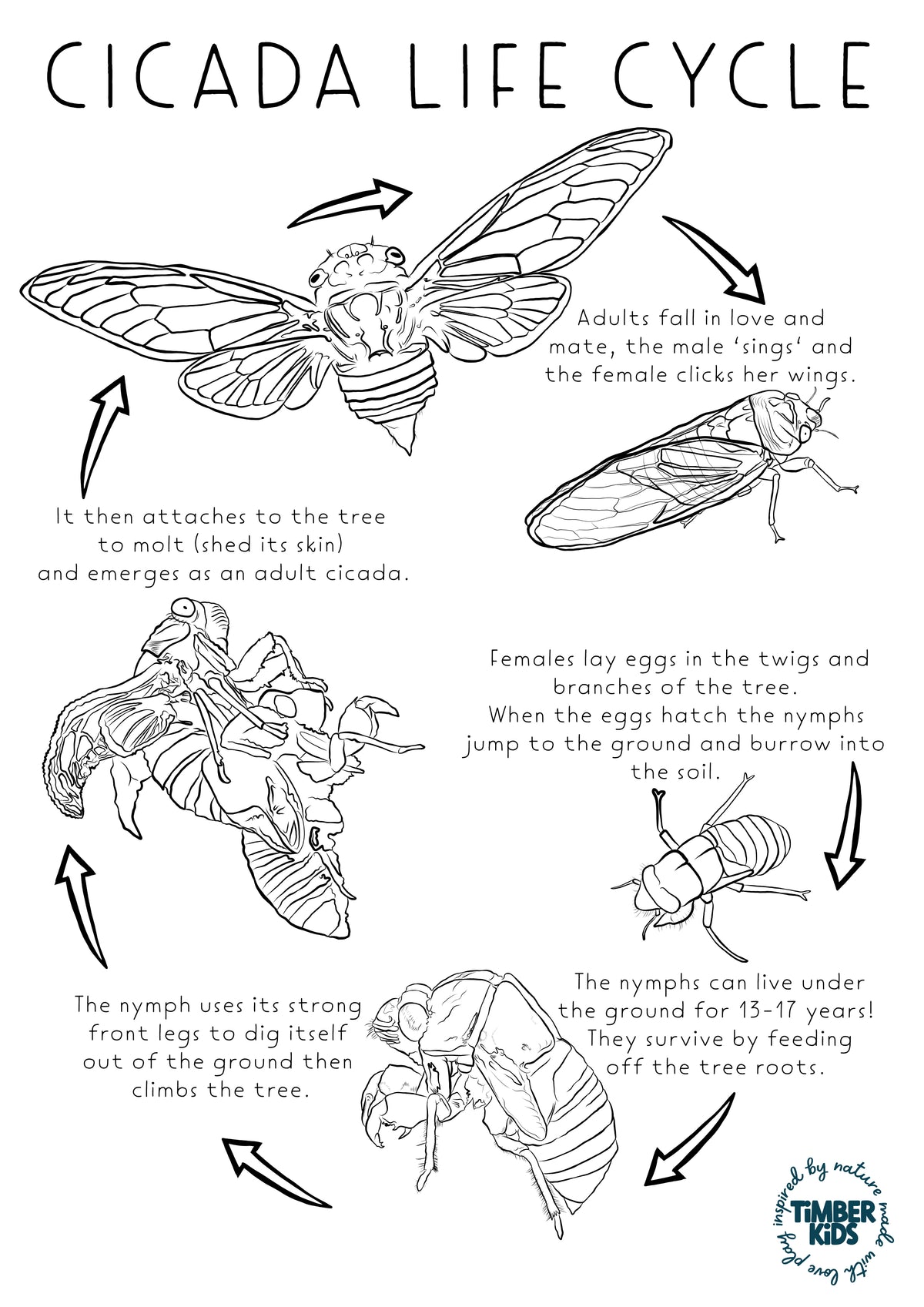 Cicada Life Cycle Colour In | Timber Kids – Timber Kids