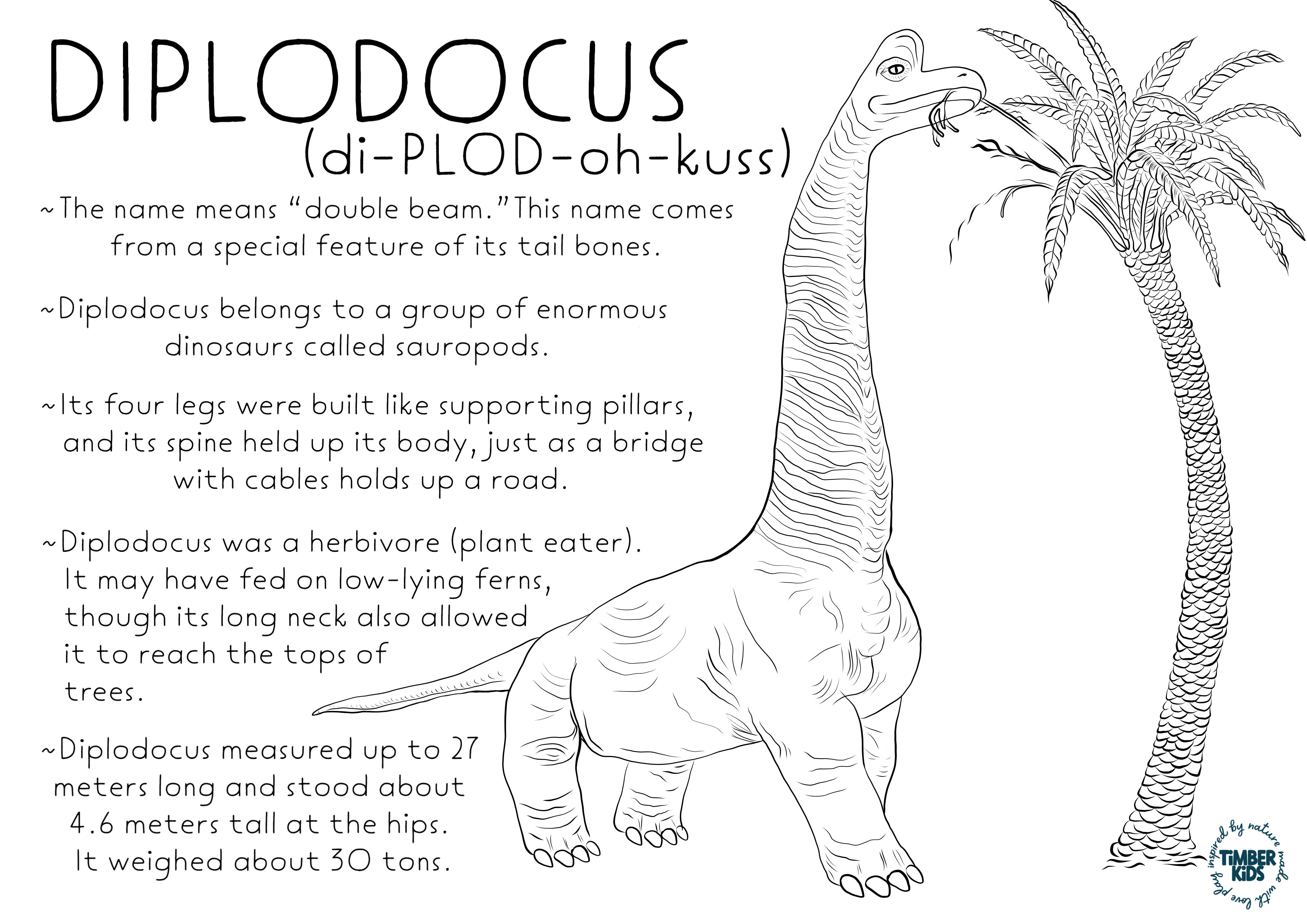 Diplodocus Fact Colour In | Timber Kids – Timber Kids