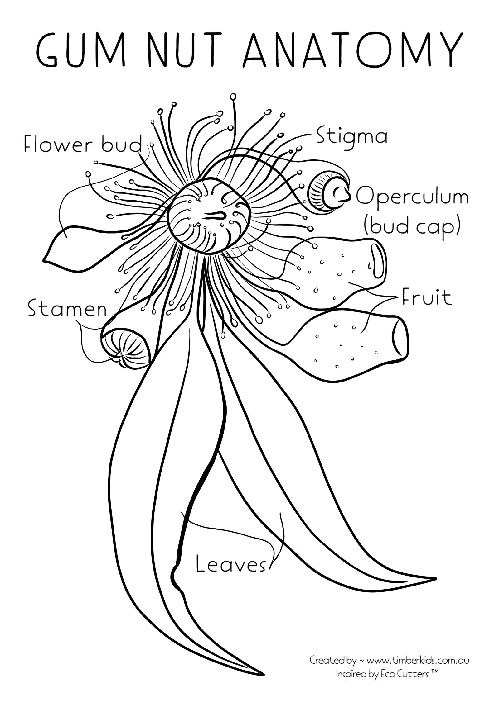 Gum Nut Anatomy Colour In | Timber Kids – Timber Kids